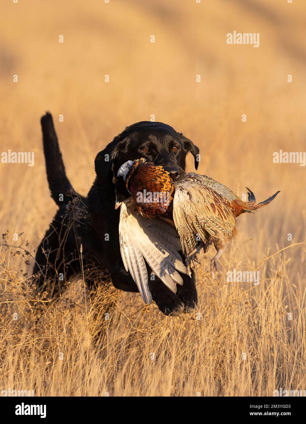 Black Lab with a rooster Pheasant in North Dakota Stock Photo - Alamy
