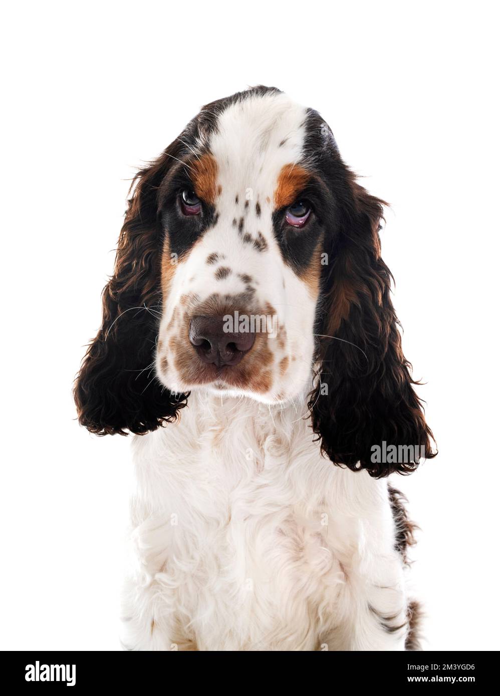 English Cocker Spaniel in front of white background Stock Photo - Alamy