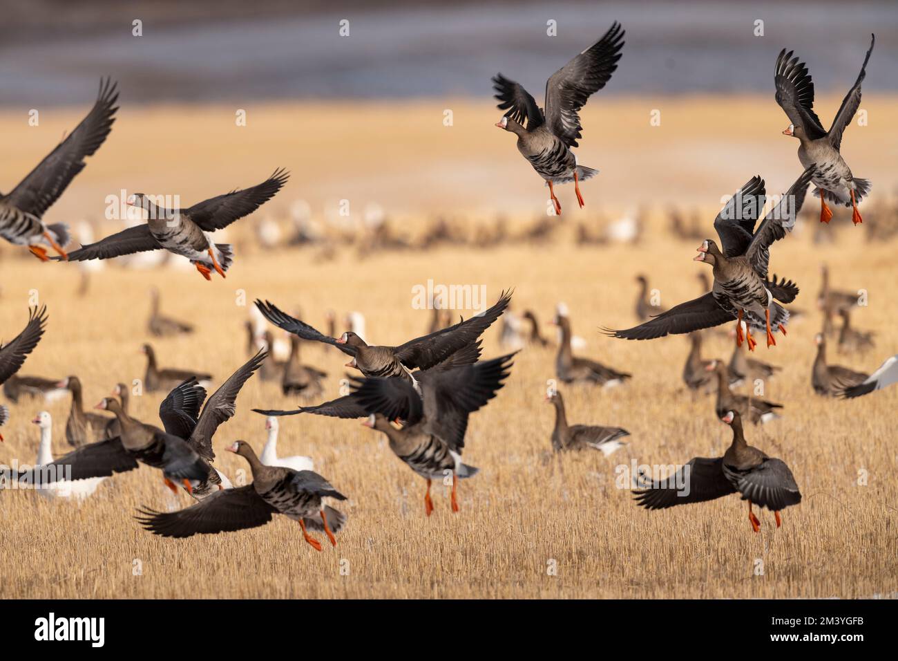Greater White fronted Geese in a grain field in North Dakota Stock ...
