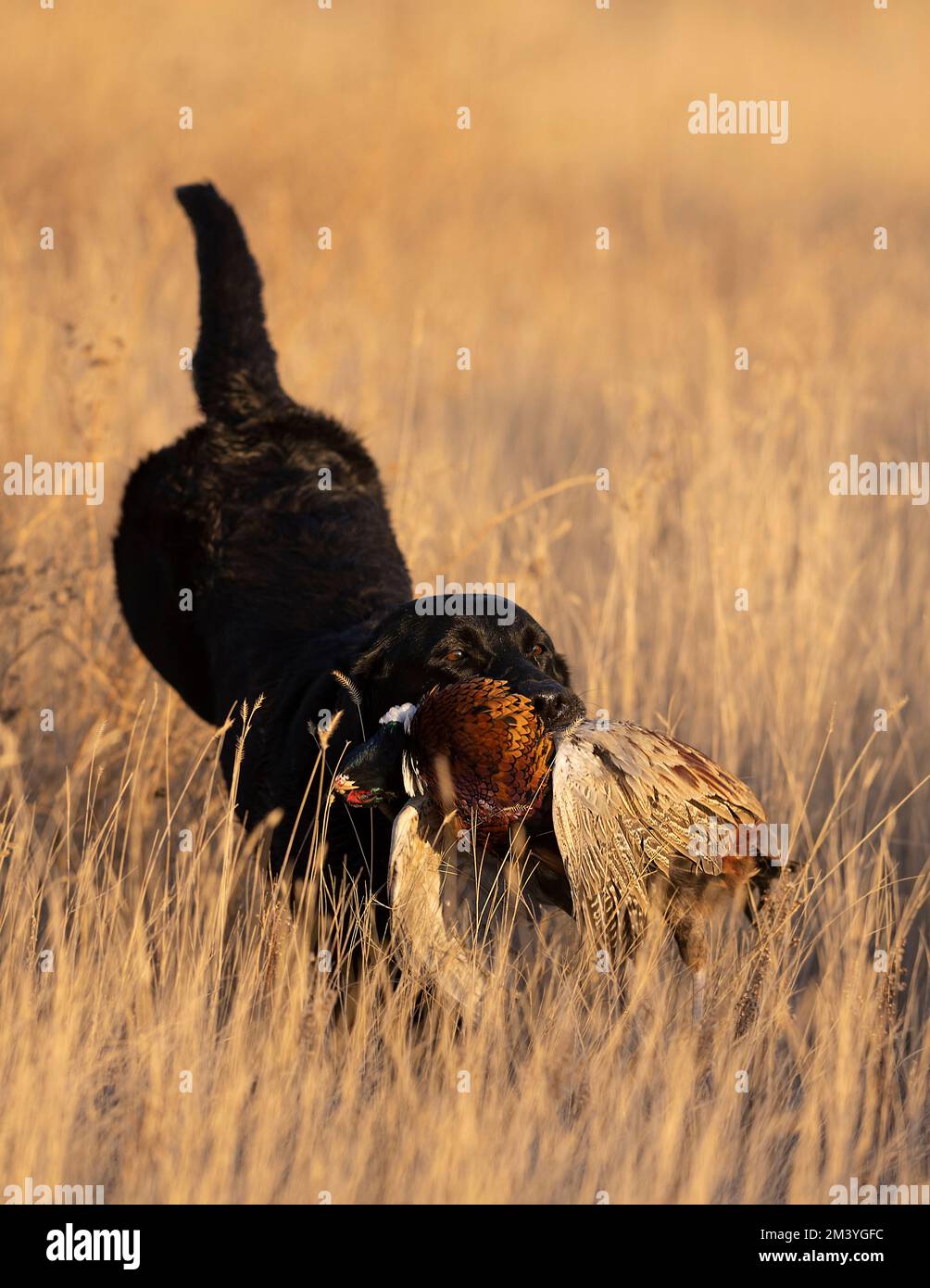 Black Lab with a rooster Pheasant in North Dakota Stock Photo - Alamy