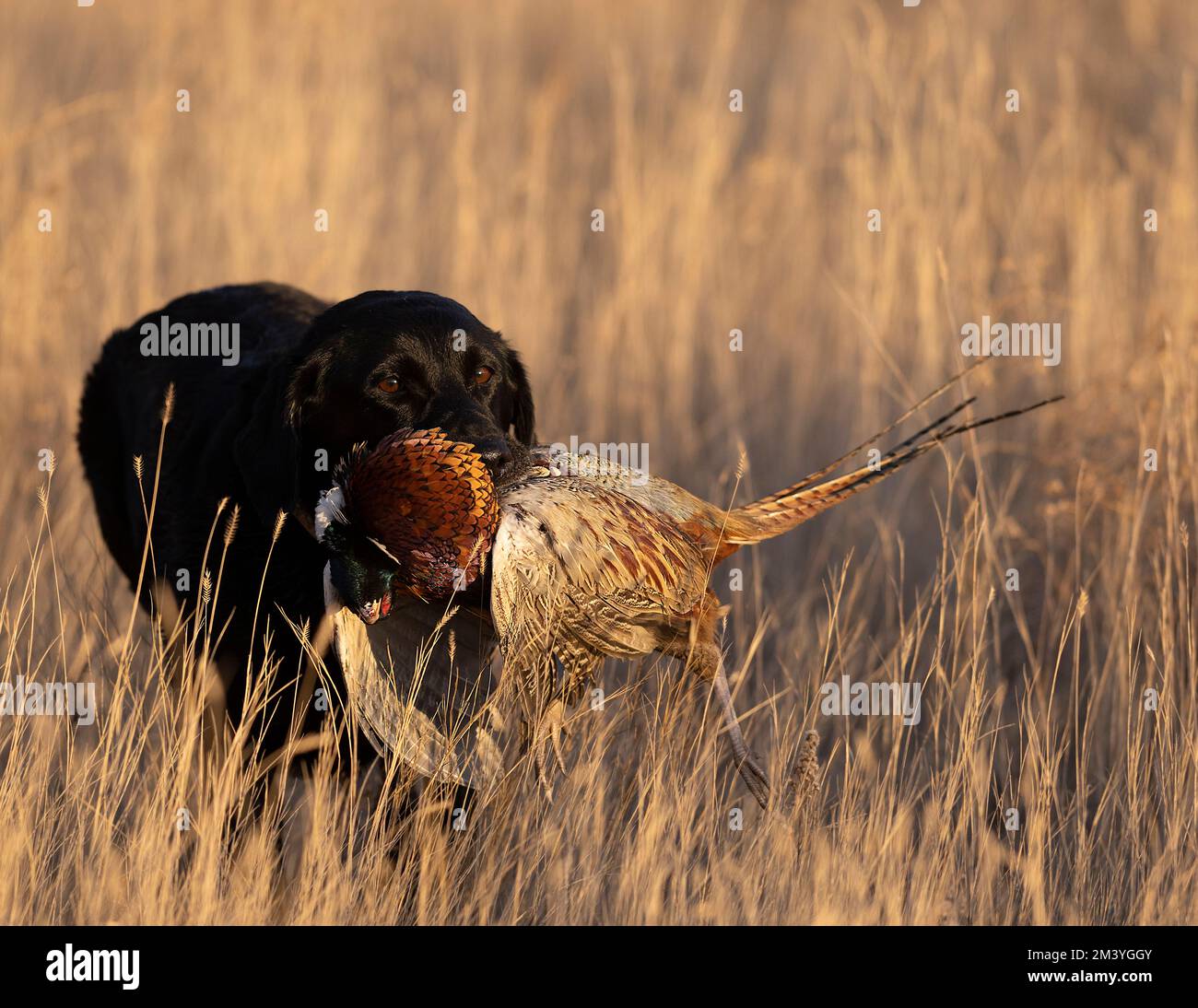 Black Lab with a rooster Pheasant in North Dakota Stock Photo - Alamy