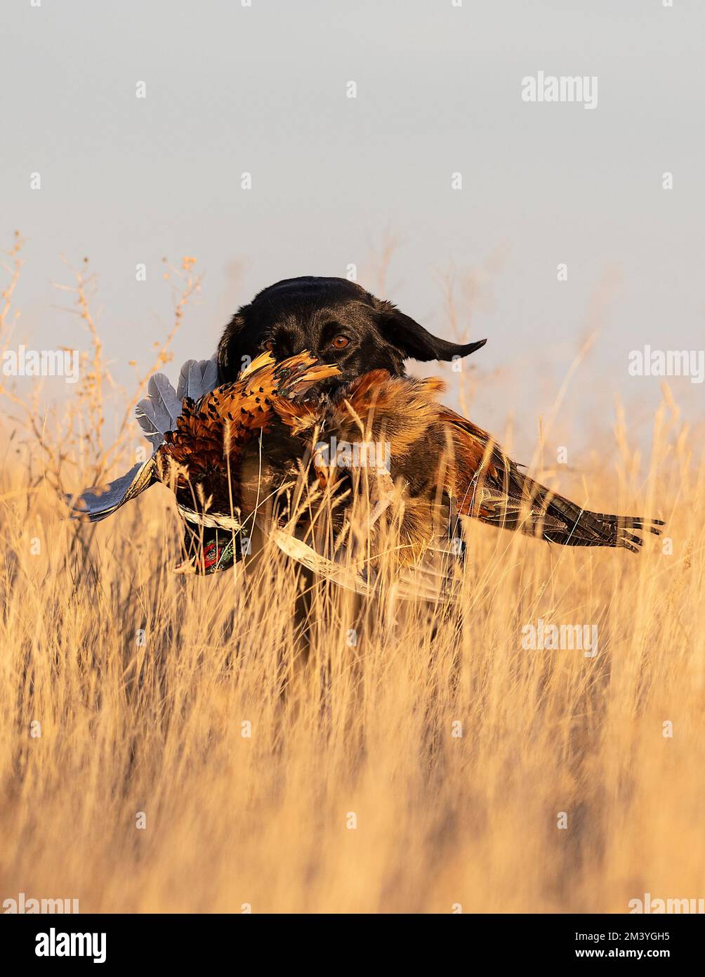 Black Lab with a rooster Pheasant in North Dakota Stock Photo - Alamy