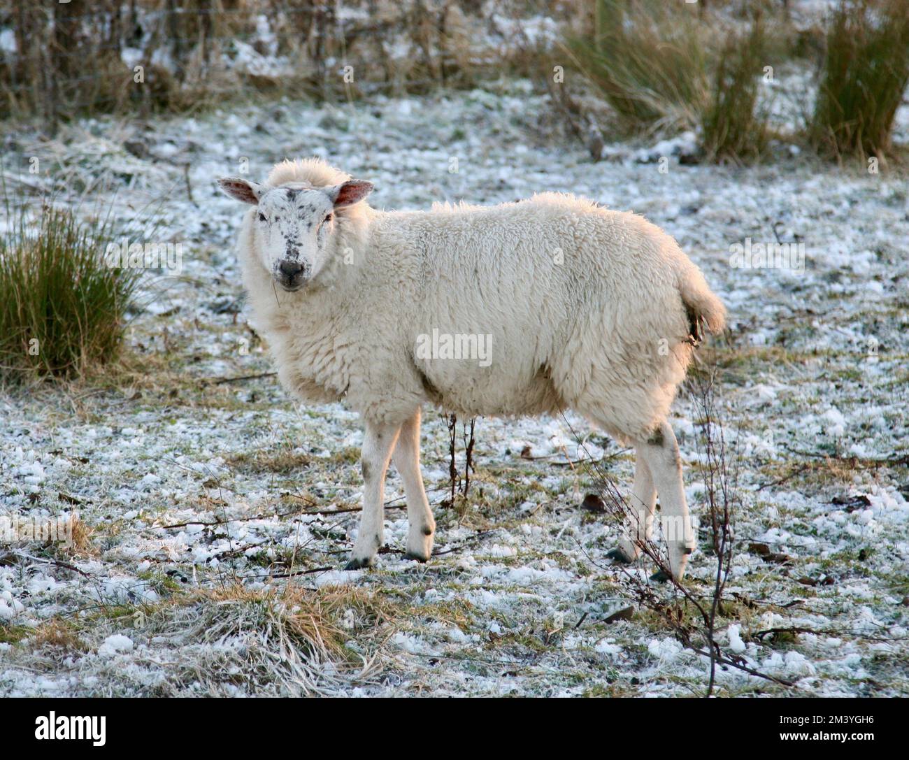 A handsome looking sheep on Pendle Hill, Lancashire, United Kingdom ...