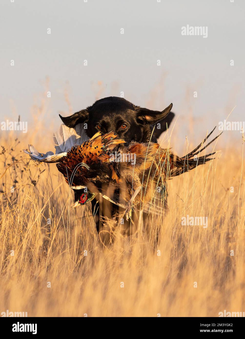 Black Lab with a rooster Pheasant in North Dakota Stock Photo - Alamy