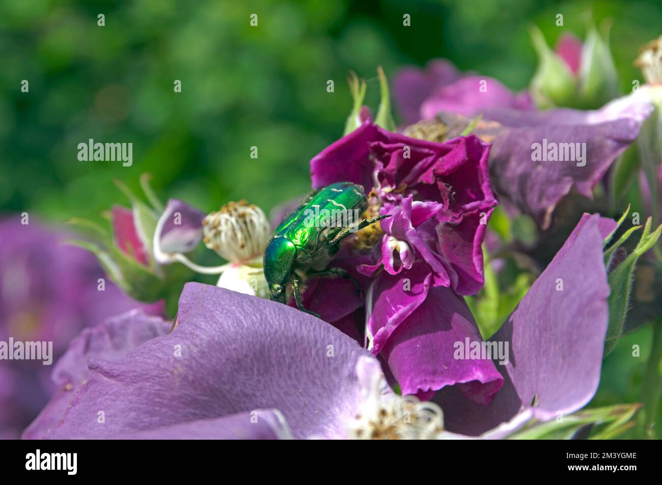 Green, iridescent Rose Chafer Beetle on a purple rose, English garden ...