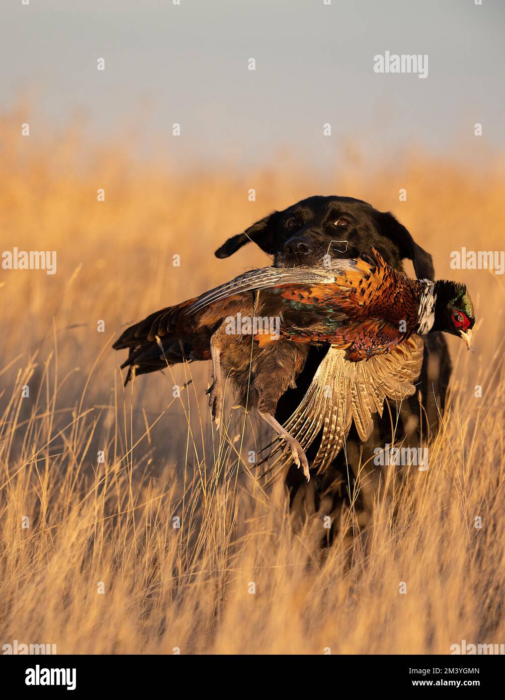 Black Lab with a rooster Pheasant in North Dakota Stock Photo - Alamy