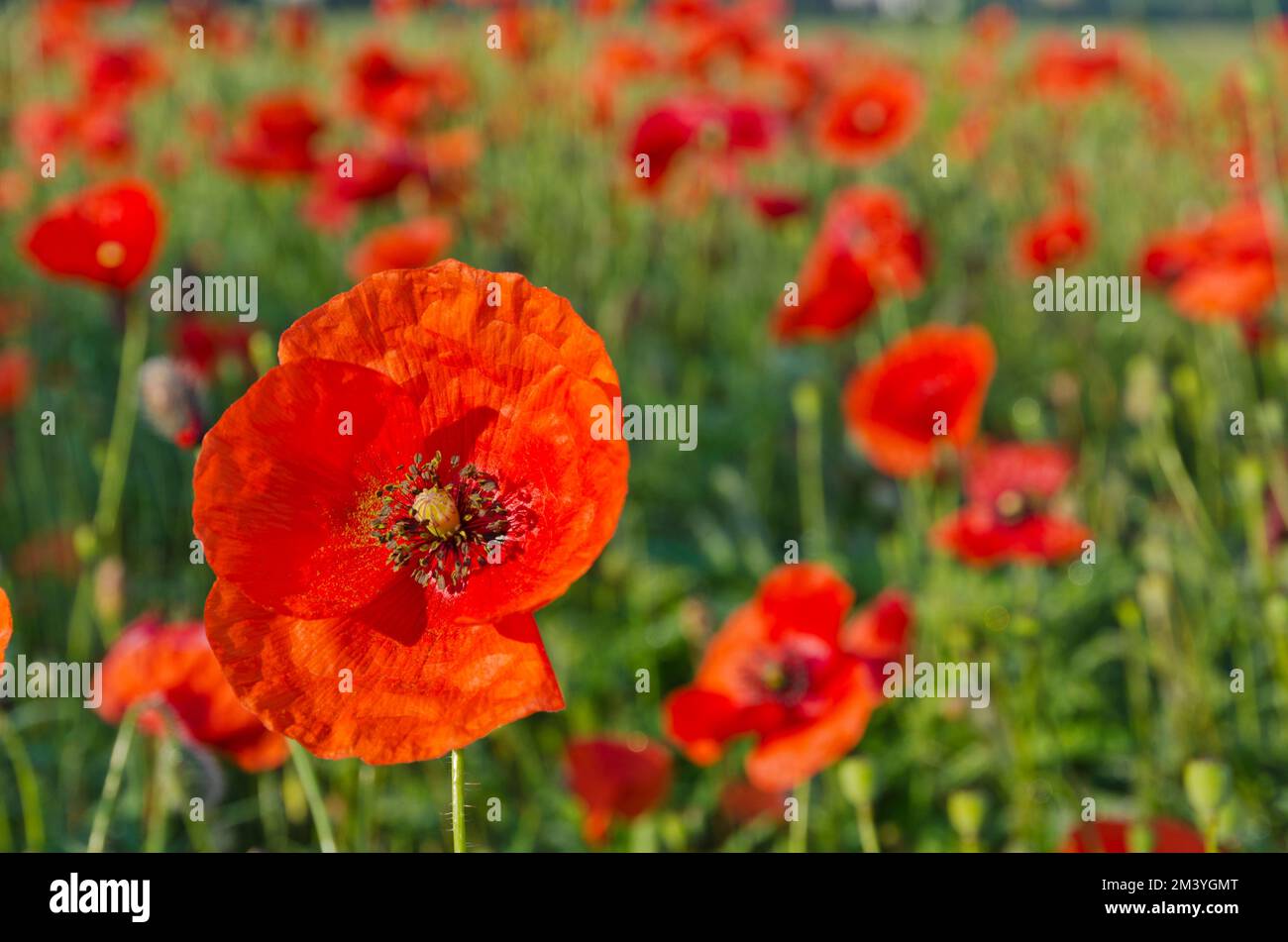 Red Poppy flowers (Papaver rhoeas) on a green meadow. Dresden , Germany ...