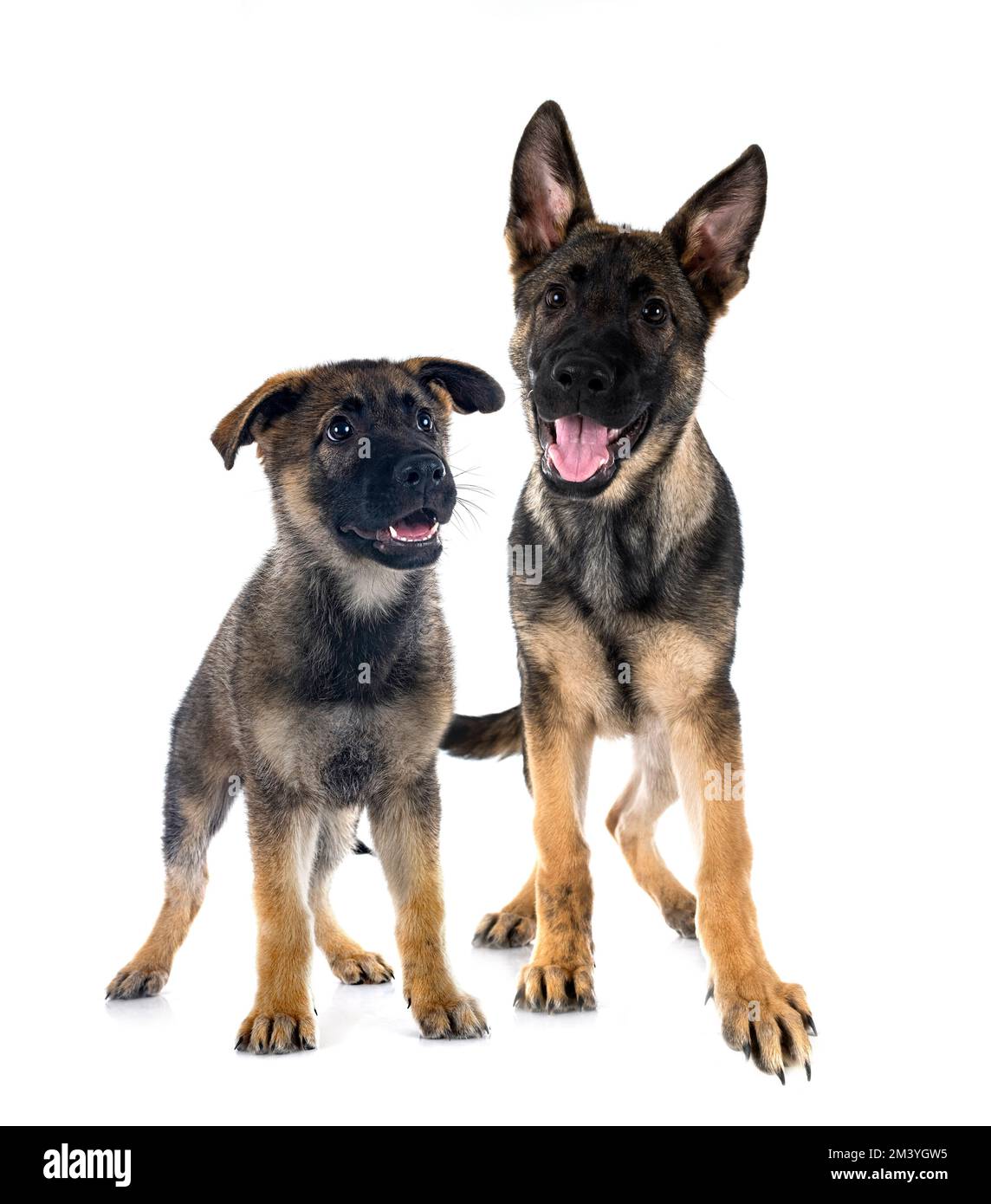 young german shepherds in front of white background Stock Photo - Alamy
