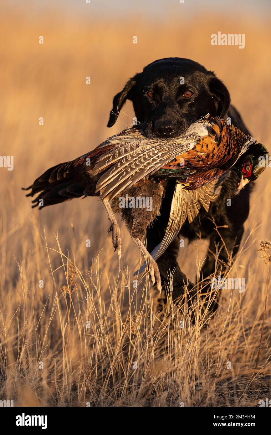 Black Lab with a rooster Pheasant in North Dakota Stock Photo - Alamy