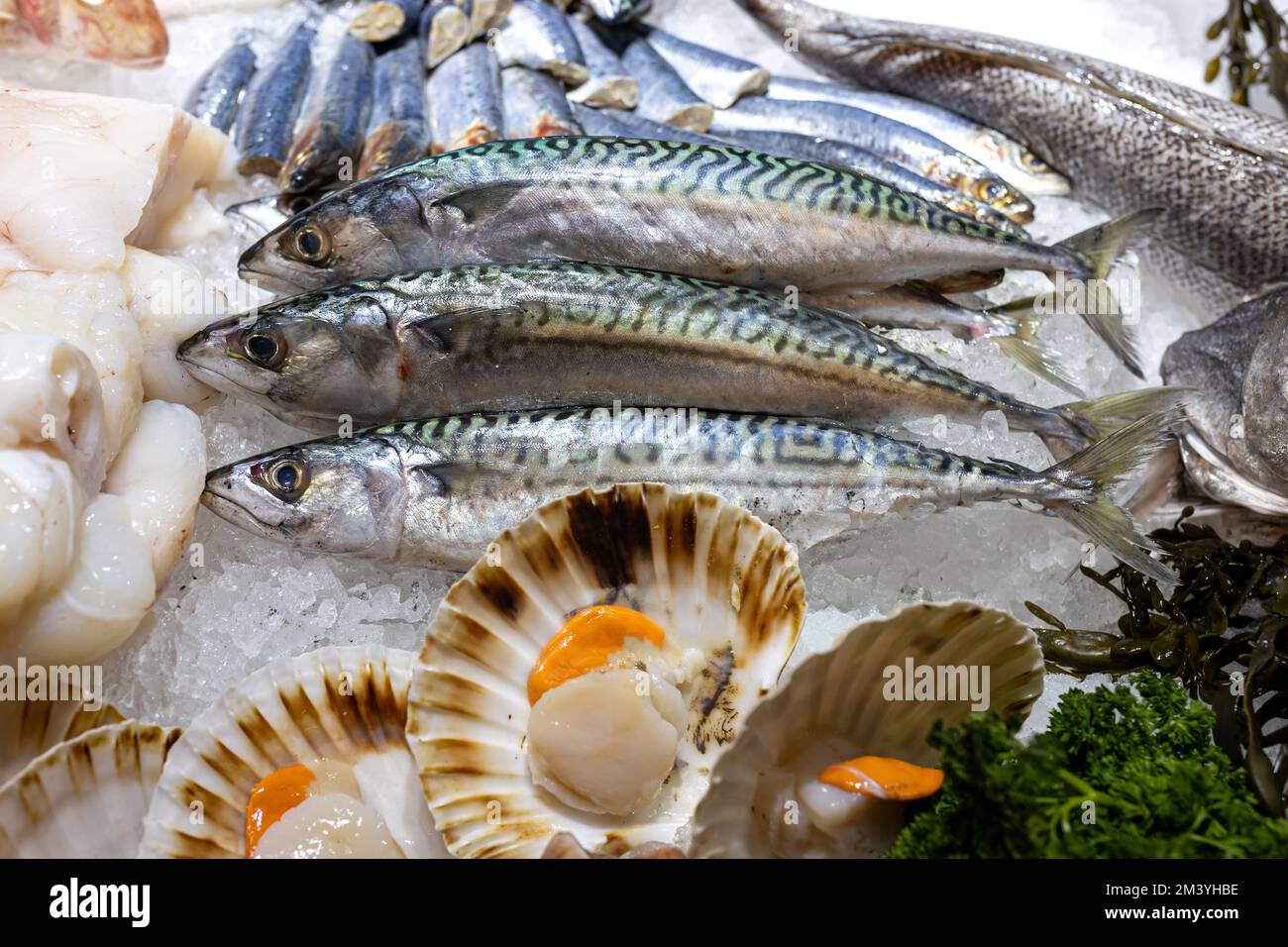 Types of seafood hi-res stock photography and images - Alamy