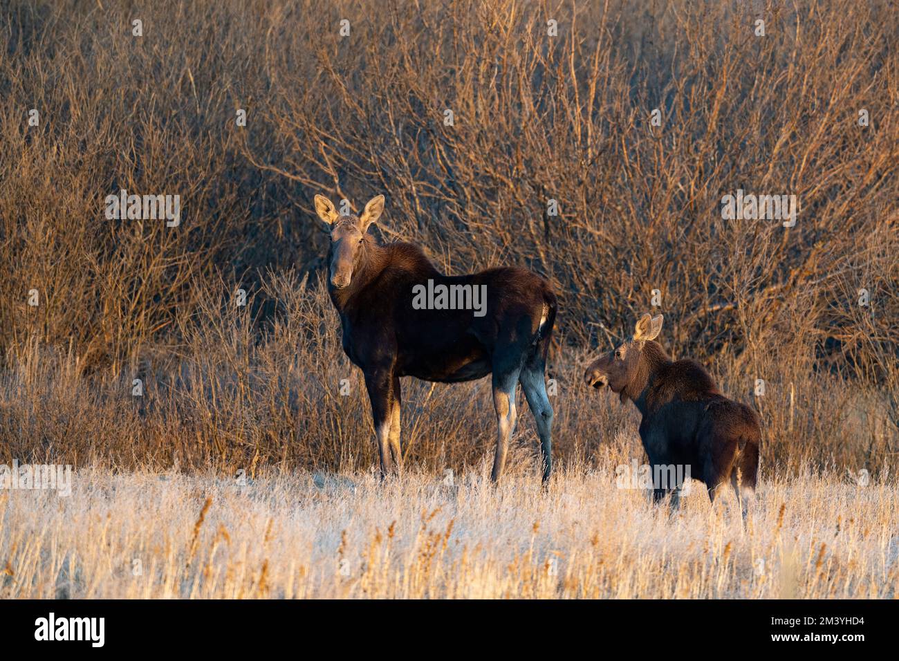 A cow moose and her calves in North Dakota Stock Photo - Alamy