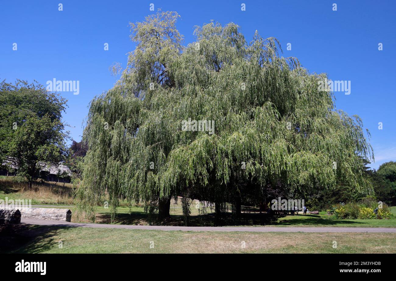 Weeping willow tree, salix babylonica, St Fagans museum. Taken August 2022. Summer Stock Photo ...