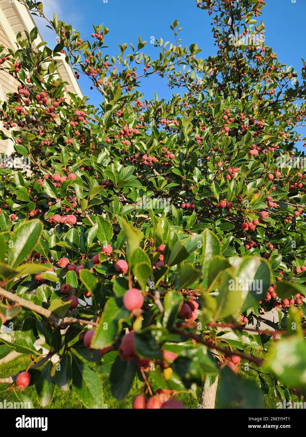 A vertical shot of a Siberian crab apple tree (Malus baccata Stock ...