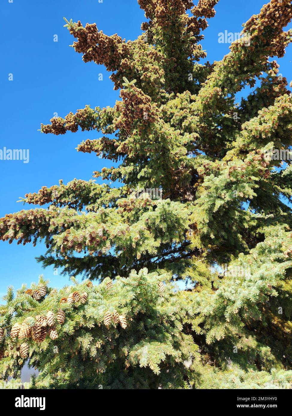 A vertical shot of the leaves of a spruce (Picea Stock Photo - Alamy