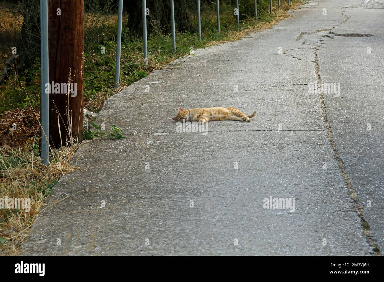 Lazy ginger cat in the road, Lesbos. Taken September/ October 2022 ...