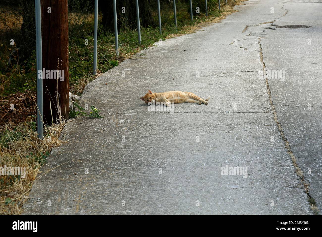 Lazy ginger cat in the road, Lesbos. Taken September/ October 2022 ...