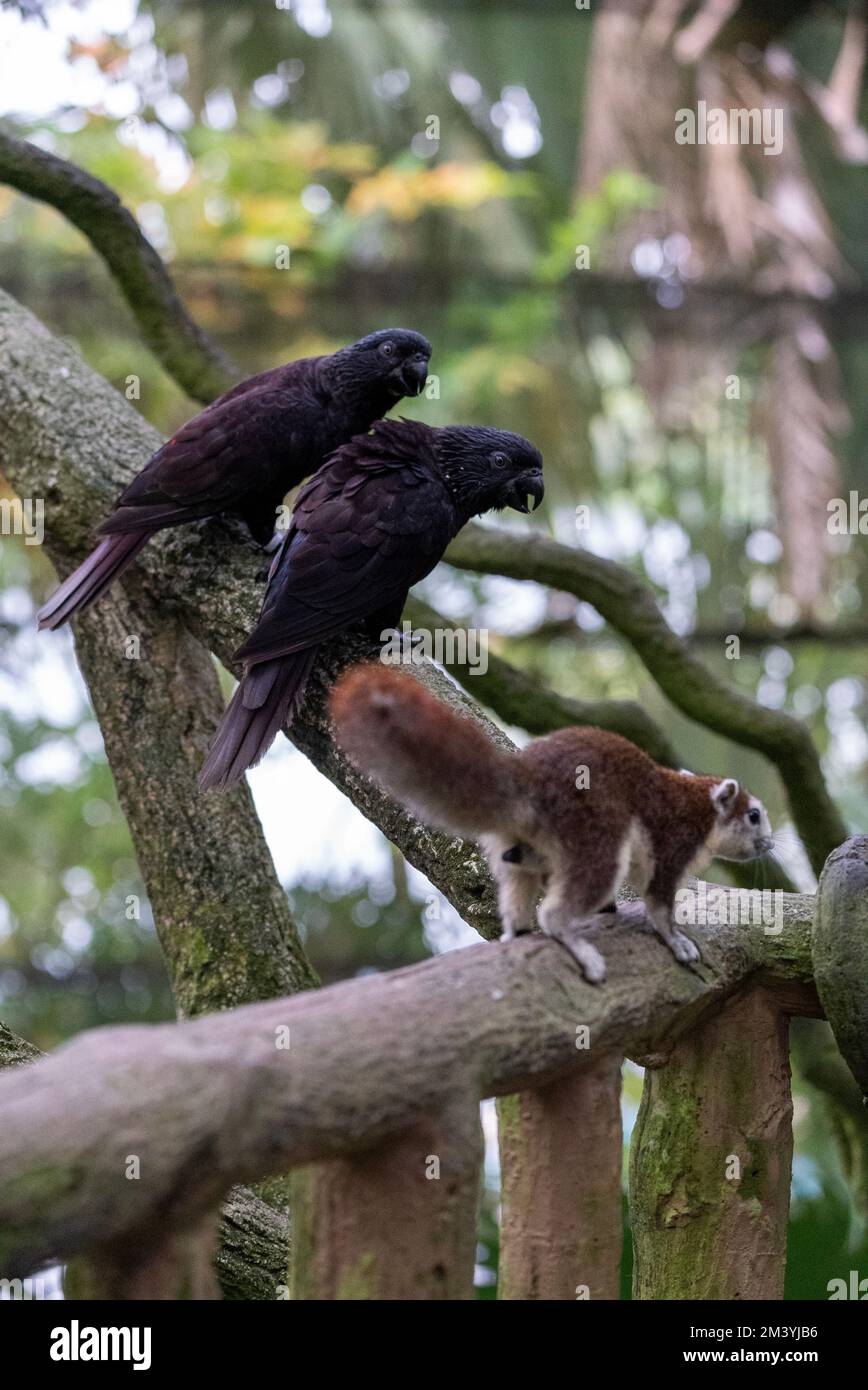 A vertical shot of two Groove-billed ani parrots and a squirrel on ...