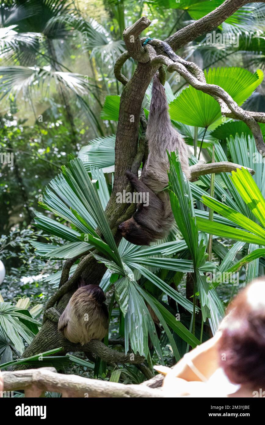 A vertical shot of a sloth hanging from a tree and another one on a ...