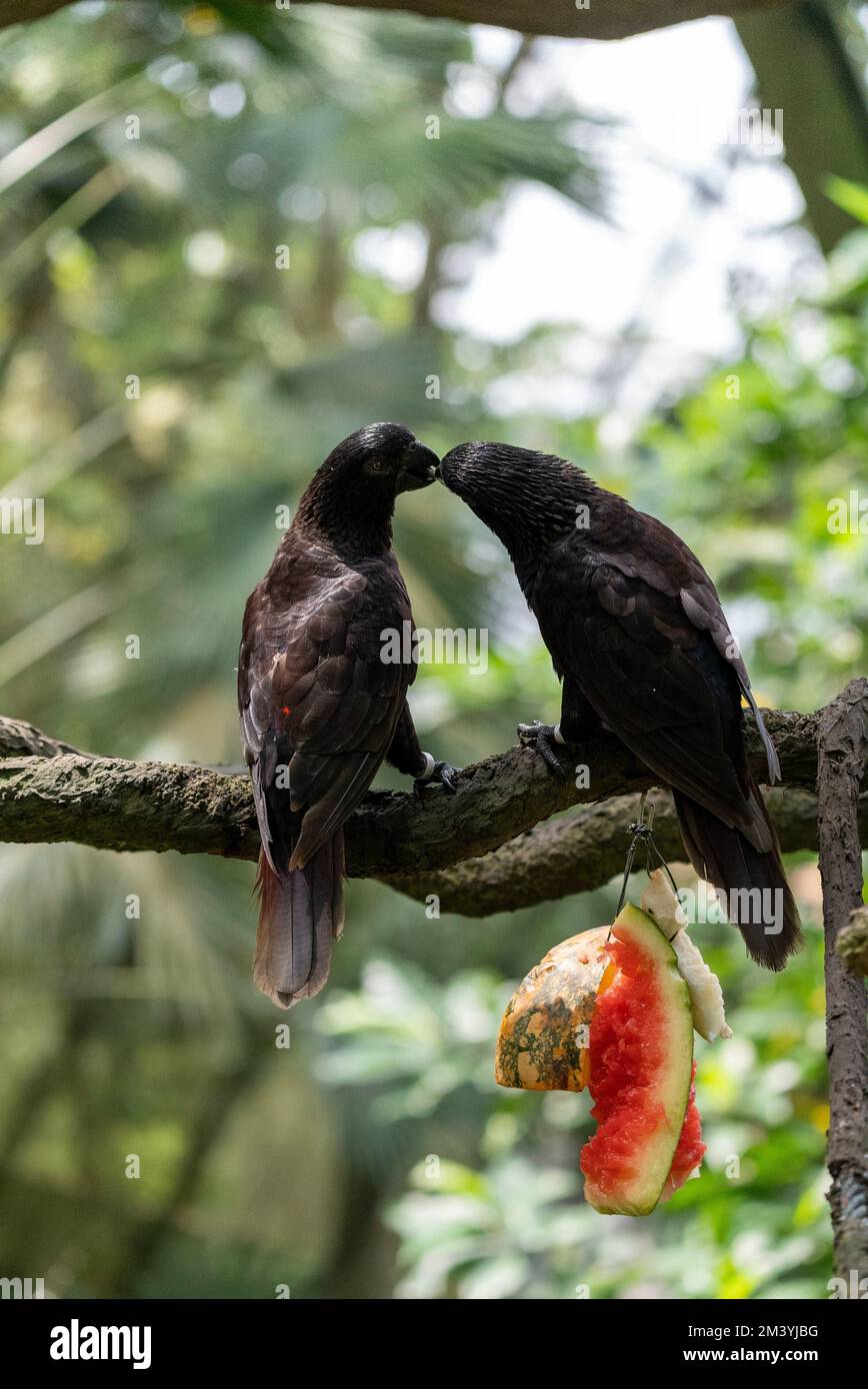 A vertical shot of two Groove-billed ani parrots kissing on a branch ...