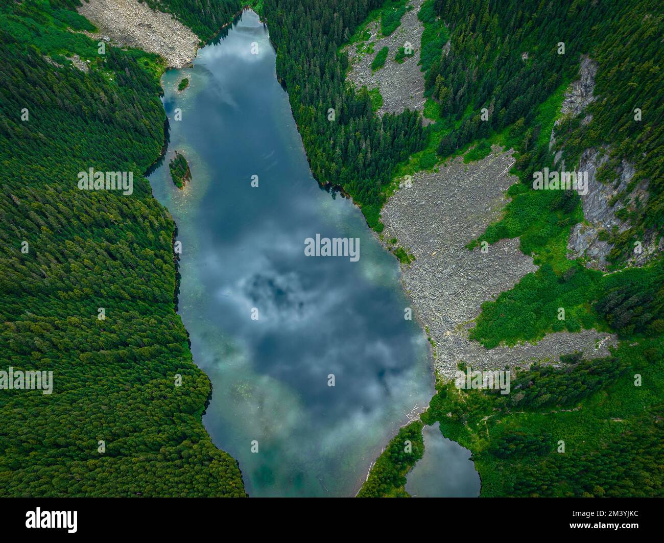 An aerial shot overlooking the beautiful bright green forest and Flora ...