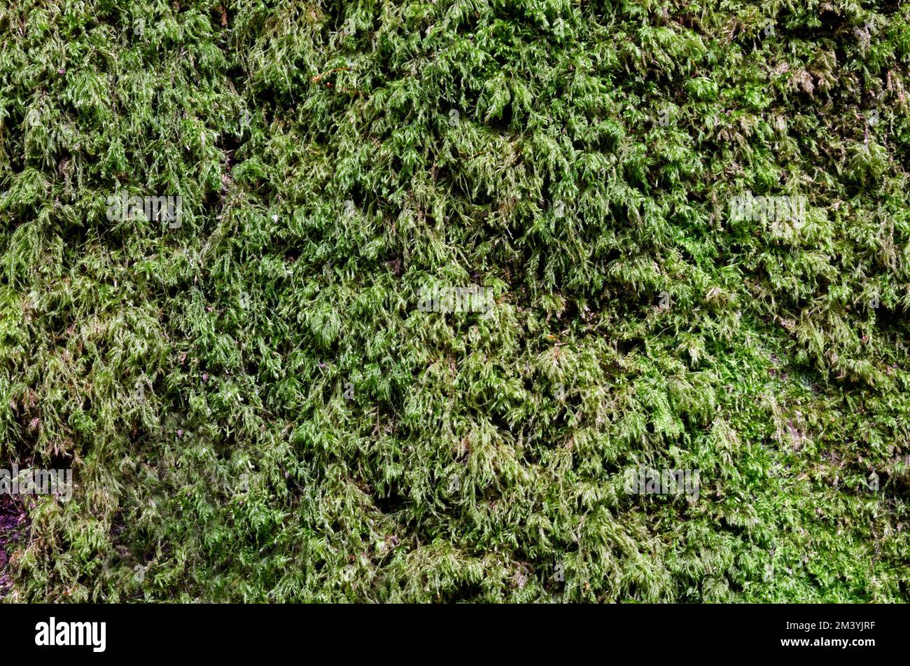A green moss texture for backgrounds Stock Photo - Alamy