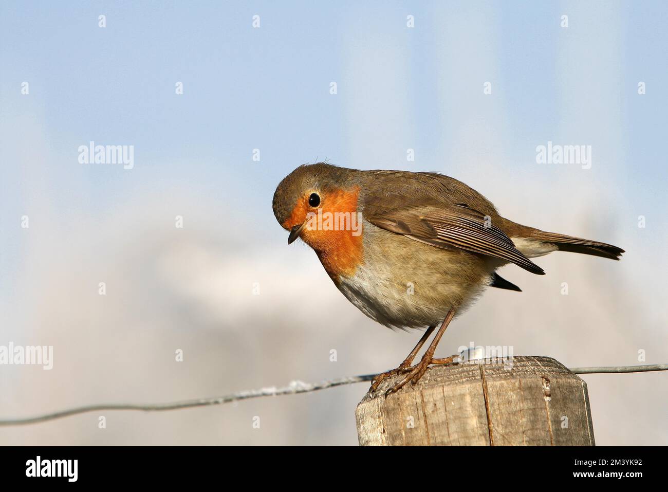 Robin sitting on wire fence hi-res stock photography and images - Alamy