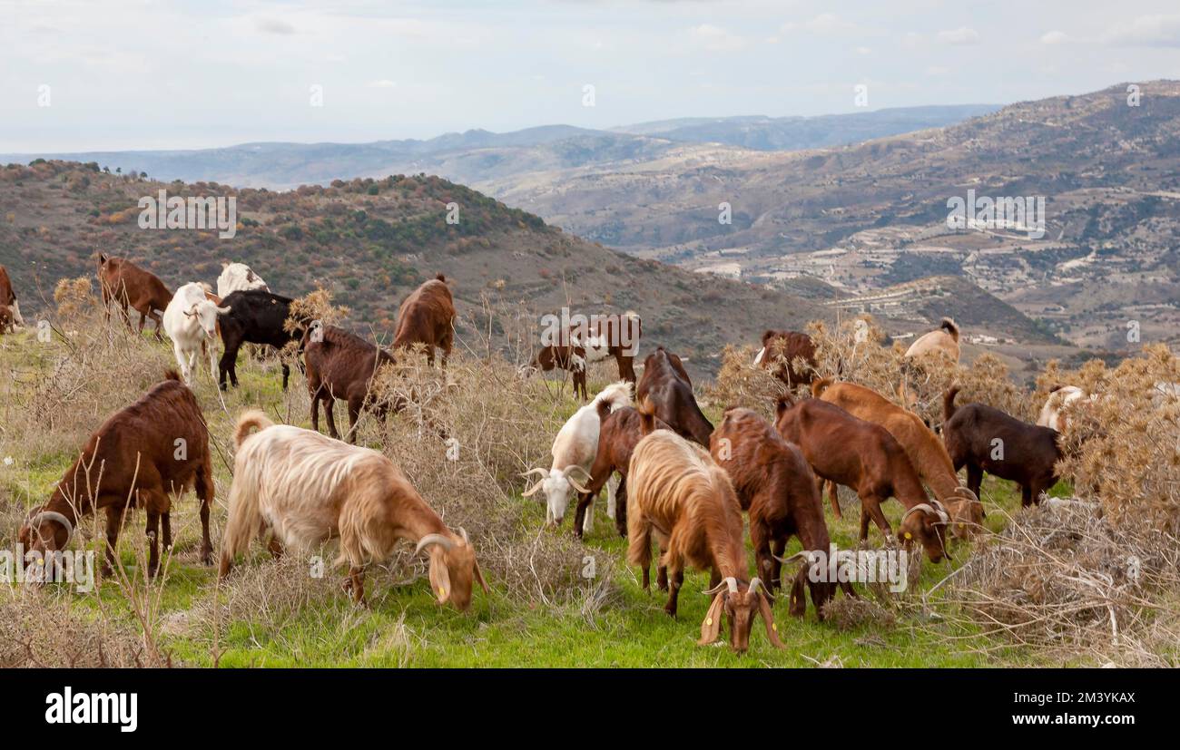 Goats (Capra) in the Troodos Mountains, Cyprus Stock Photo - Alamy