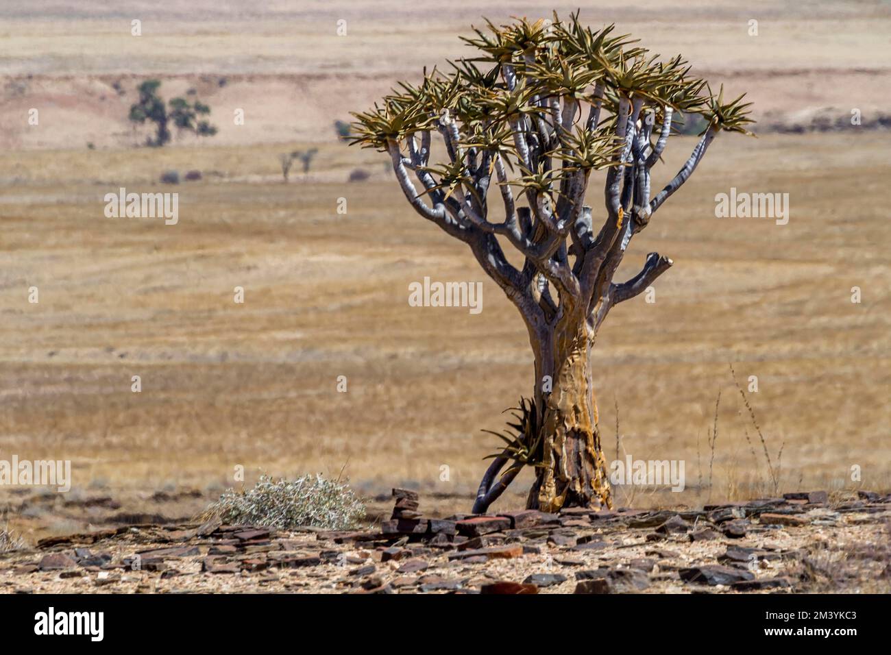 Desert-like landscape with quiver tree (Aloe dichotoma), transition ...