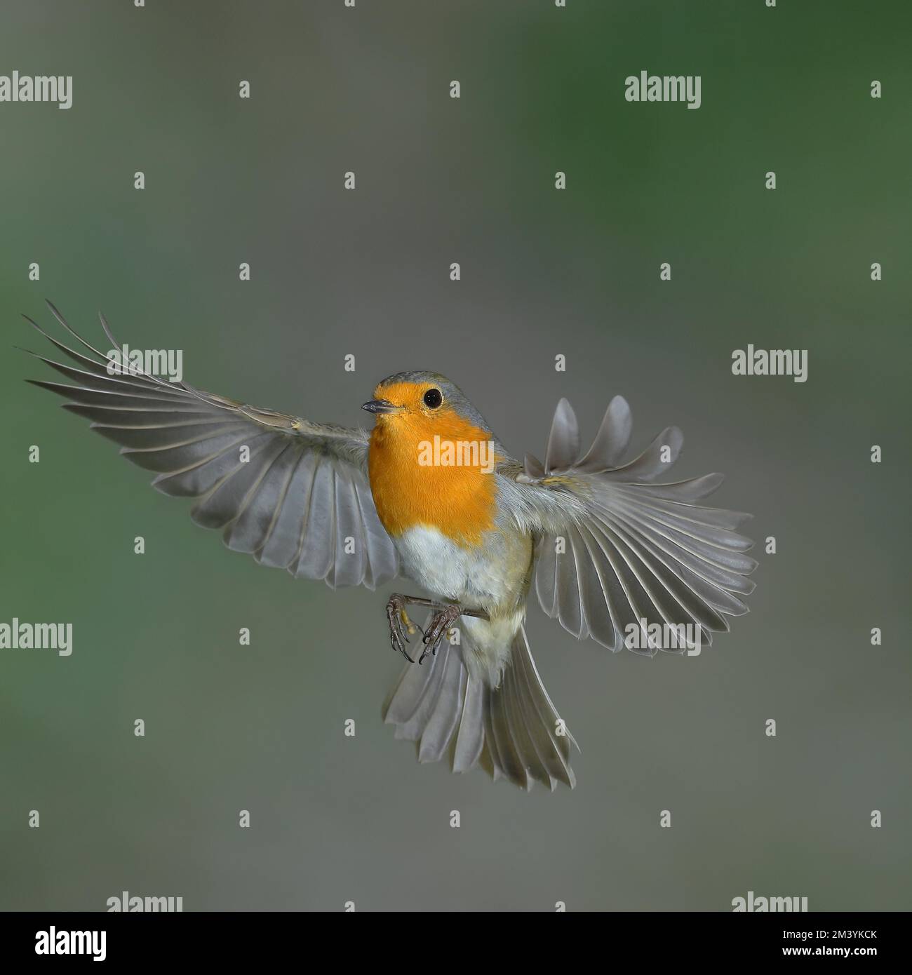 Robin in flight hi-res stock photography and images - Alamy