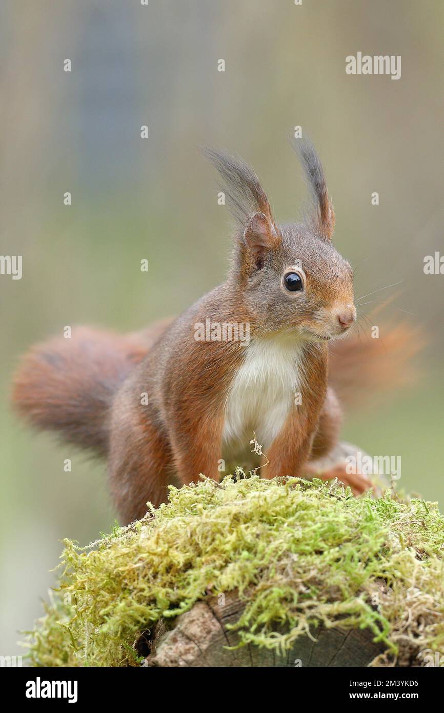 Eurasian red squirrel (Sciurus vulgaris), sitting on mossy forest floor ...