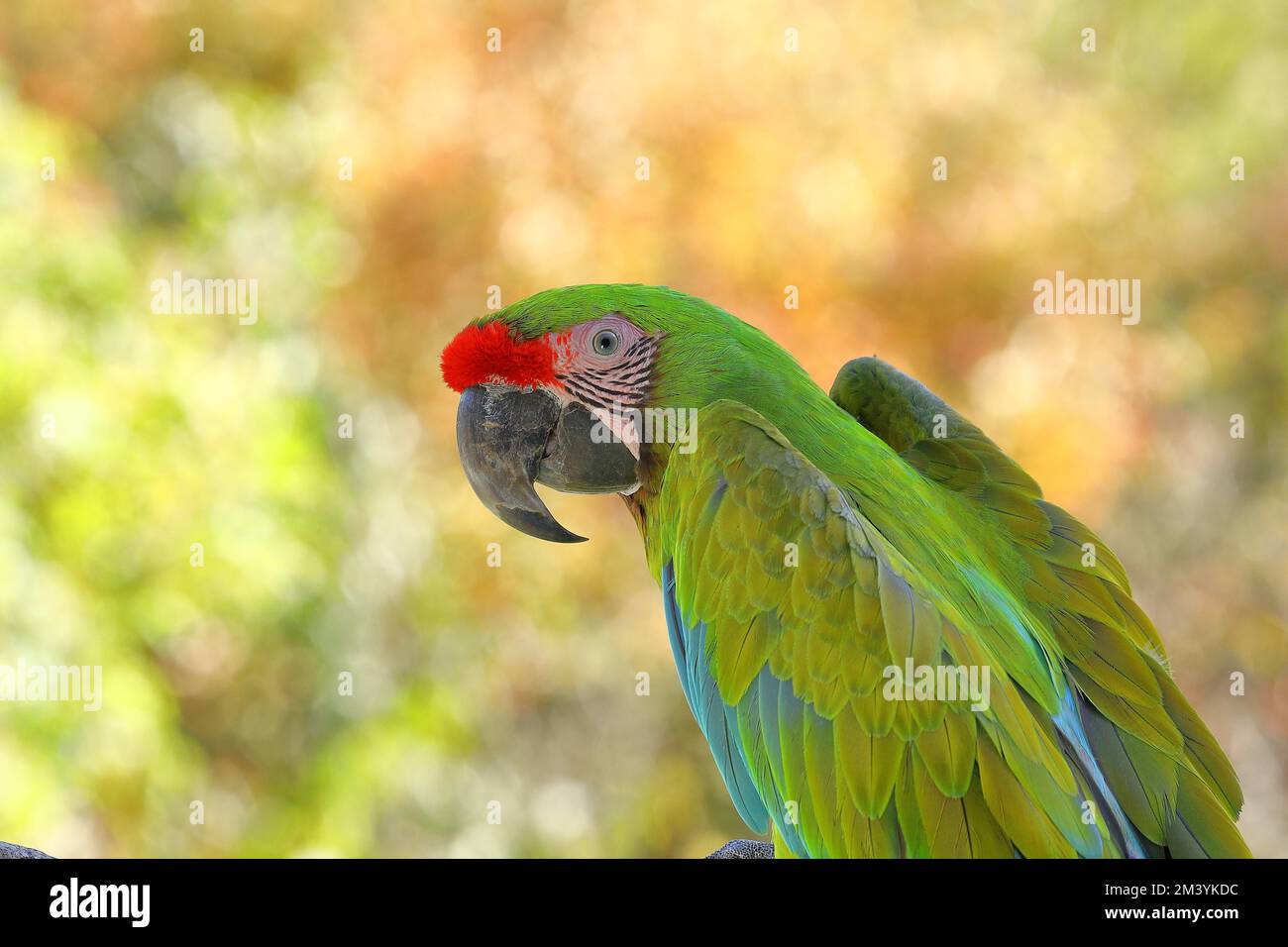 Great green macaw (Ara ambigua), animal portrait, captive, Hesse ...