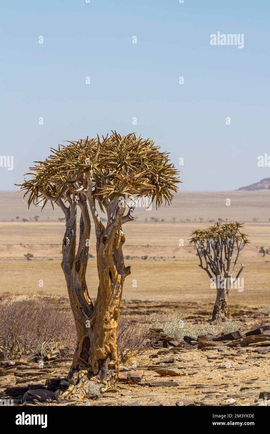 Desert-like landscape with quiver tree (Aloe dichotoma), transition ...