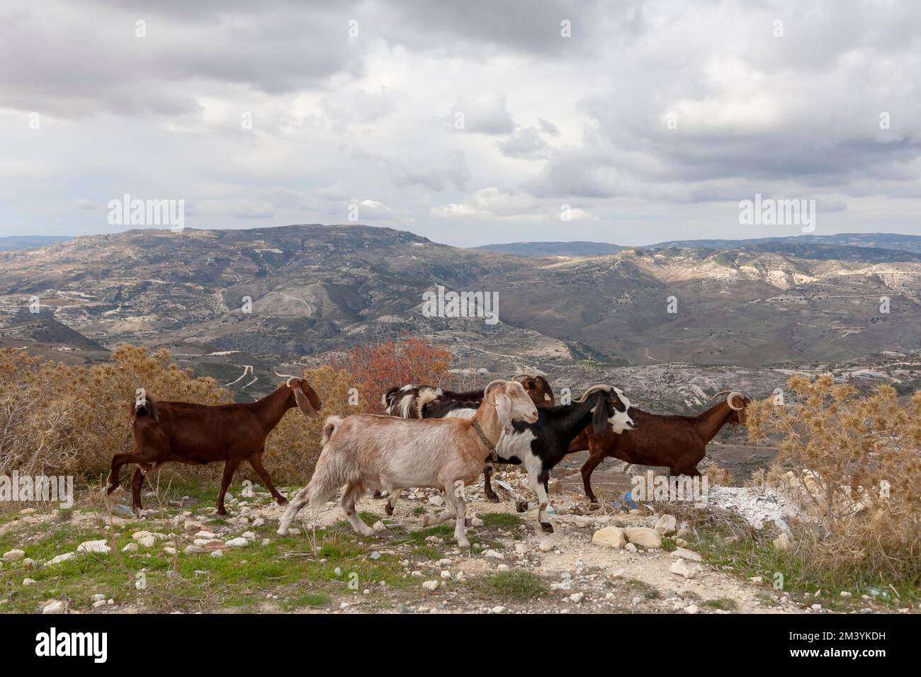 Goats (Capra) in the Troodos Mountains, Cyprus Stock Photo - Alamy