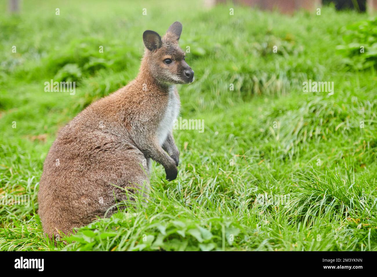 Bennett's wallaby (Notamacropus rufogriseus) on a meadow, wildlife Park ...