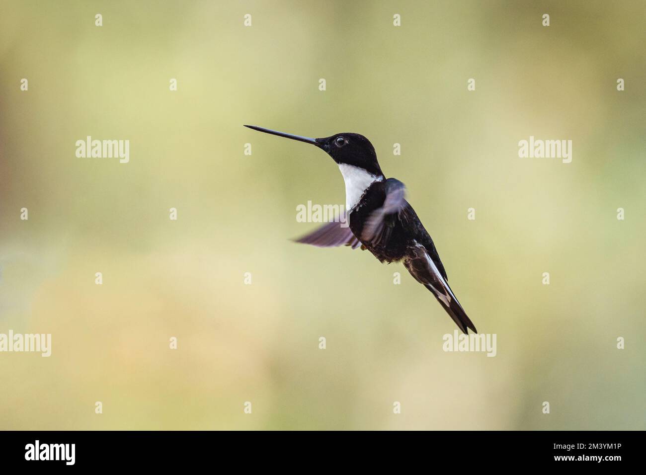 a Collared inca mid flight Stock Photo - Alamy