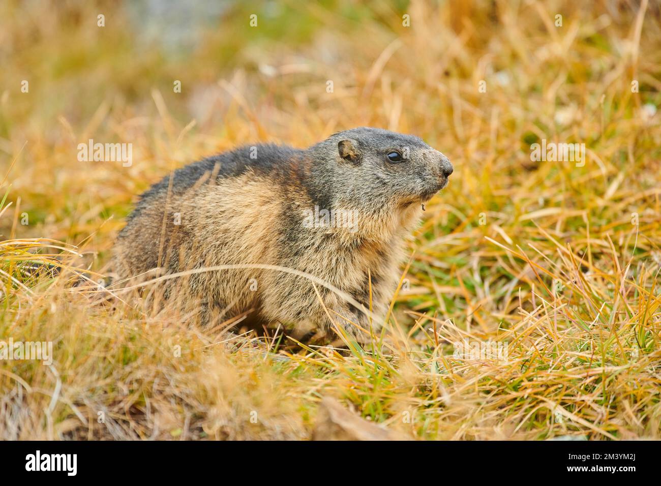 Alpine marmot (Marmota marmota) in late autumn, Grossglockner, High ...
