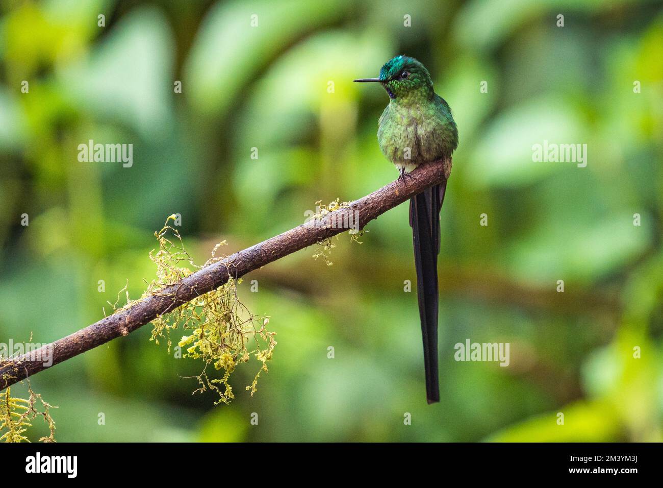 a Long-tailed sylph perched on a tree branch Stock Photo - Alamy