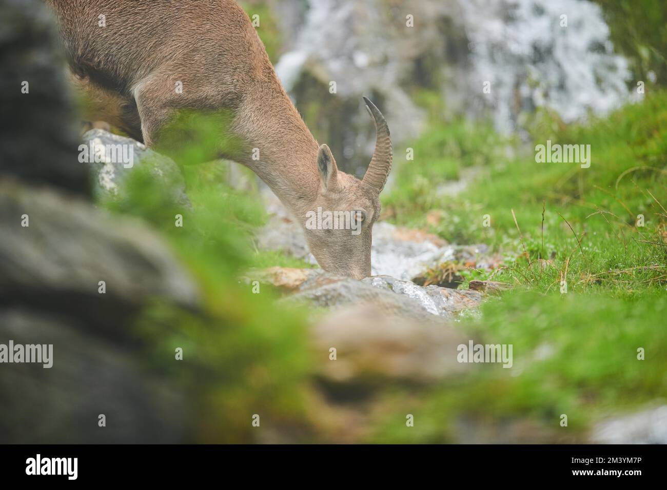 Alpine ibex (Capra ibex) female in the wildlife Park Aurach near ...