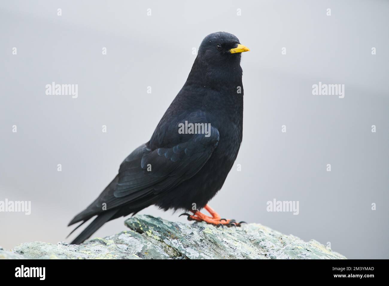 Yellow-billed chough (Pyrrhocorax graculus) in the mountains at ...