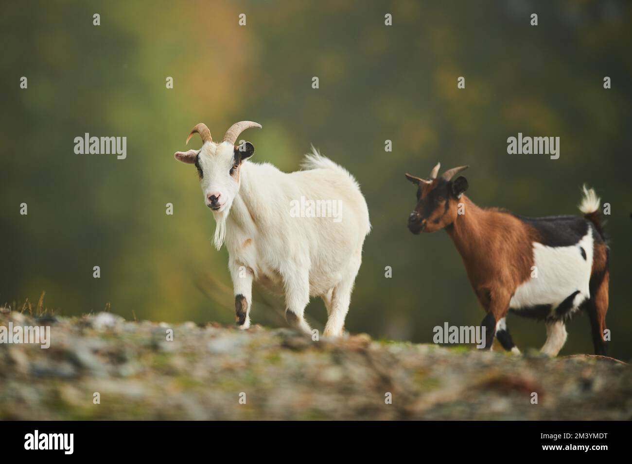 Domestic goats (Capra hircus), going, wildlife Park Aurach near ...