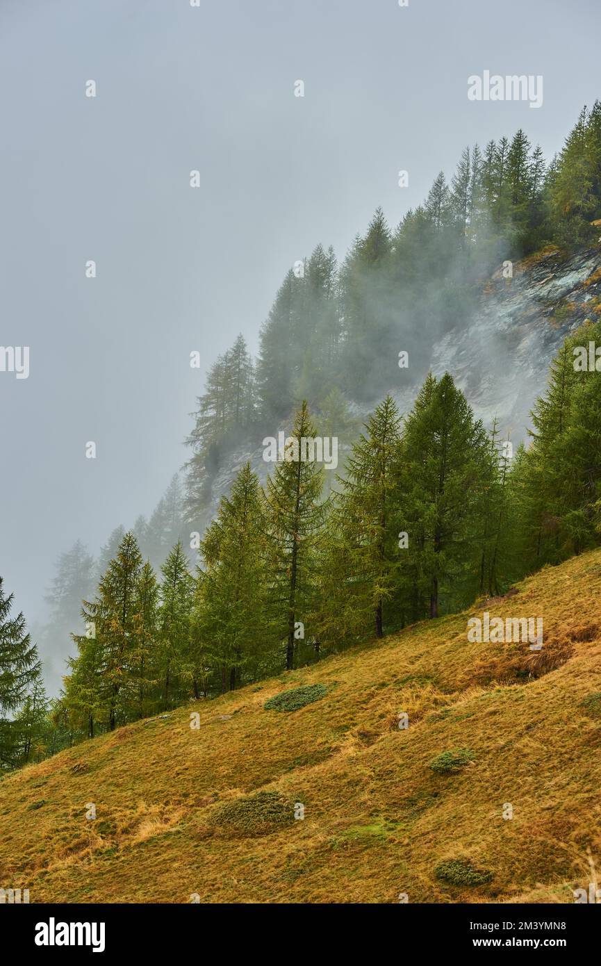 European larch (Larix decidua) trees in the mountains at ...