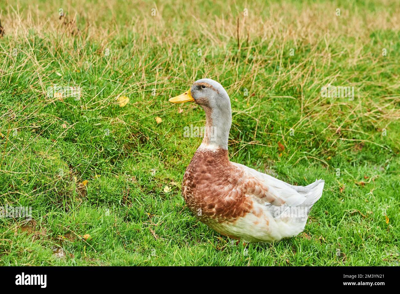 Domestic mallard (Anas platyrhynchos domesticus) on a meadow, wildlife ...