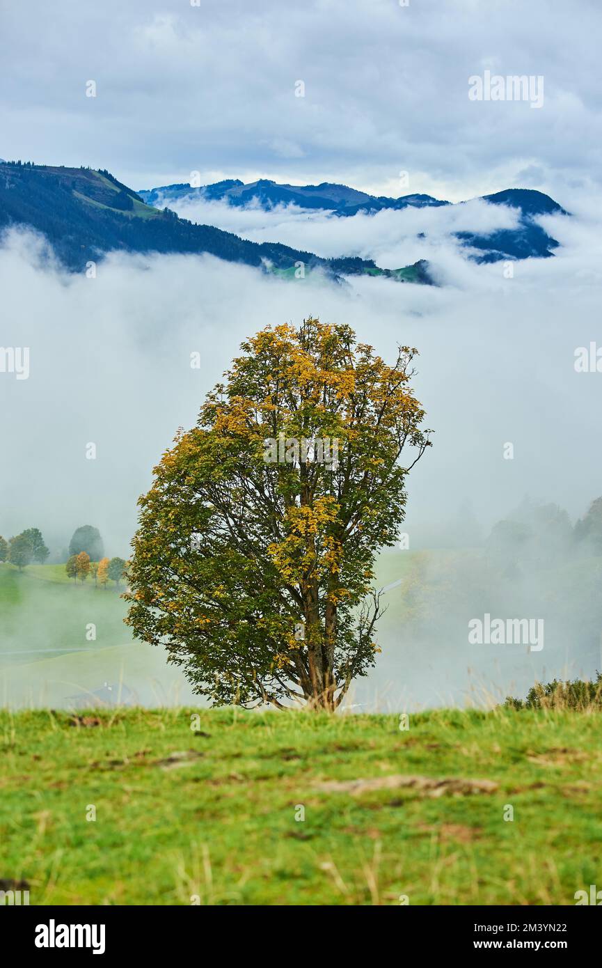 Norway maple (Acer platanoides) colored trees in a foggy Landscape ...