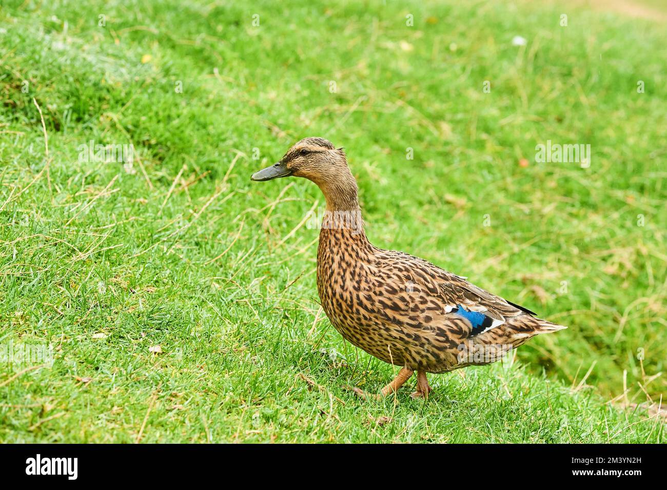 Wild duck (Anas platyrhynchos) on a meadow, wildlife Park Aurach near ...