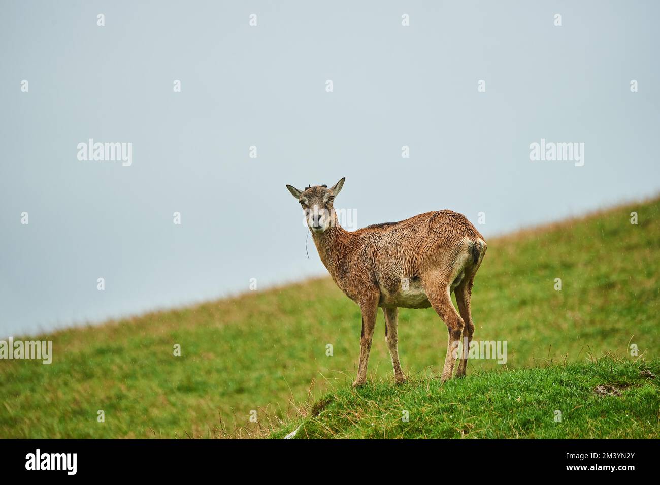 European mouflon (Ovis aries musimon) ewe on a meadow, foggy, wildlife ...
