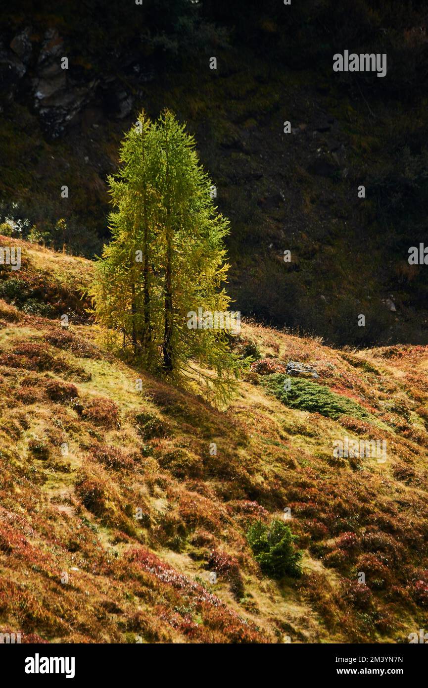 European larch (Larix decidua) trees in the mountains at ...