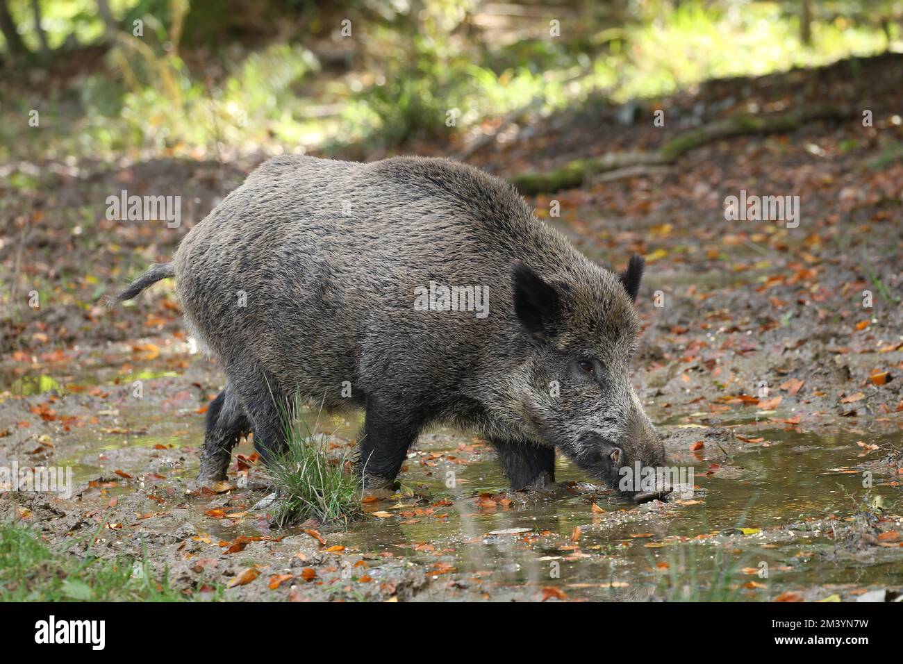 Wild boar (Sus scrofa) Boar in wallow, Allgaeu, Bavaria, Germany Stock ...