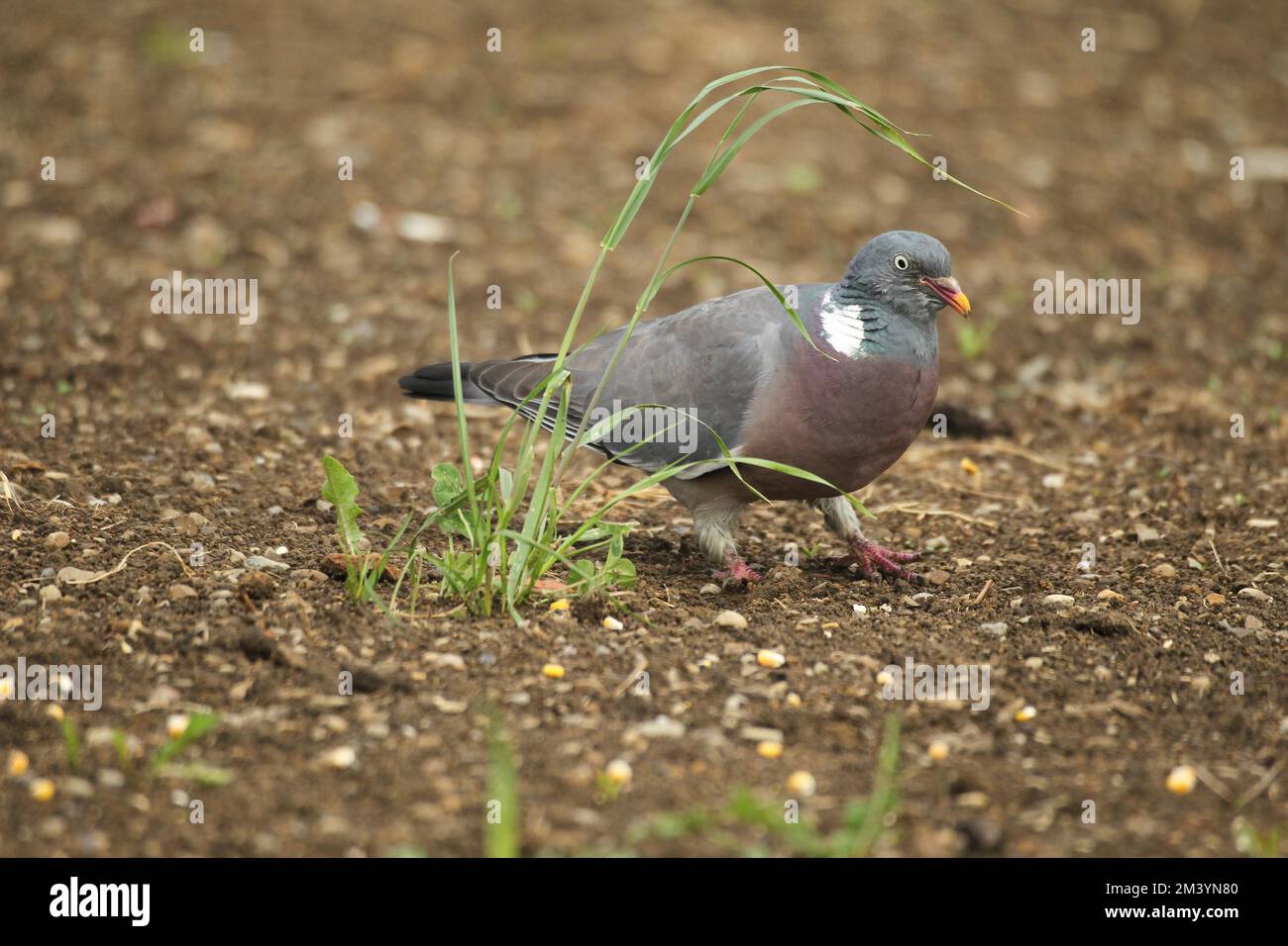 Common wood pigeon (Columba palumbus) foraging in a field during rain ...