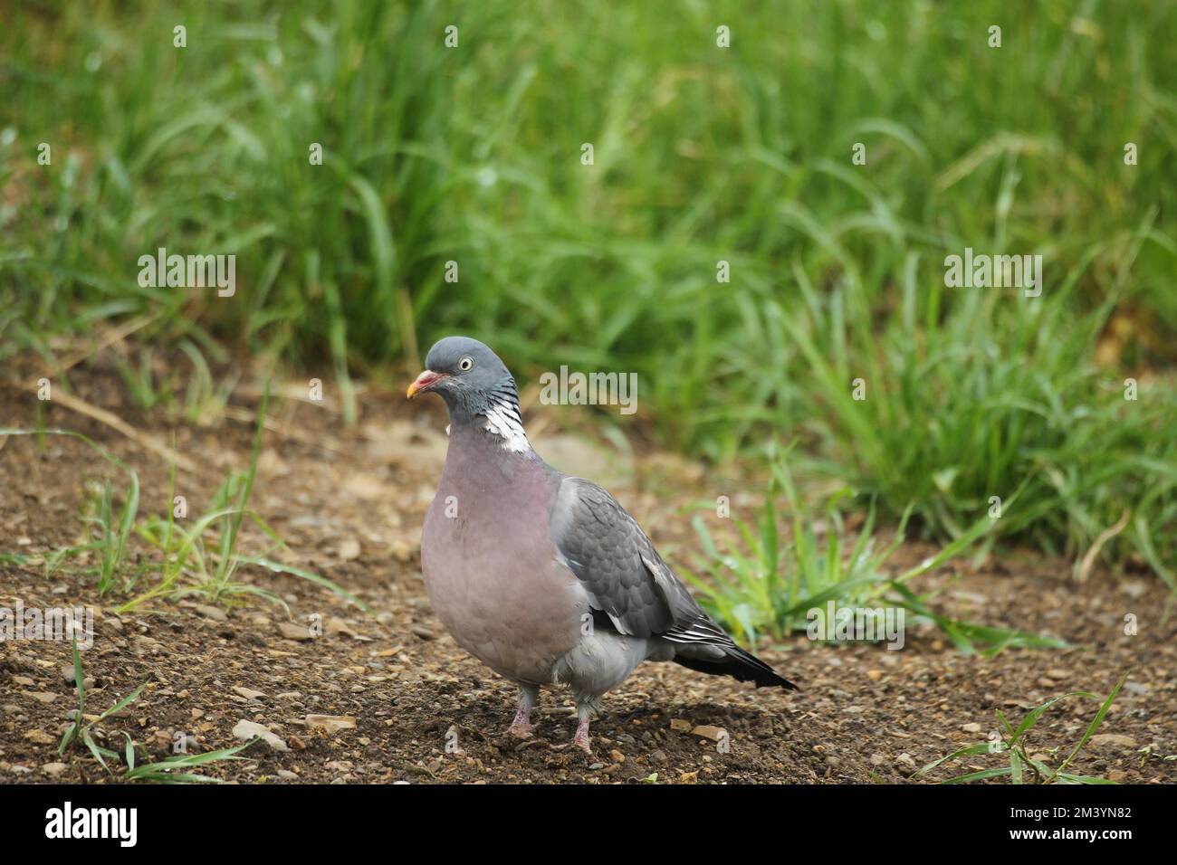 Common wood pigeon (Columba palumbus) foraging in a field near Regen ...