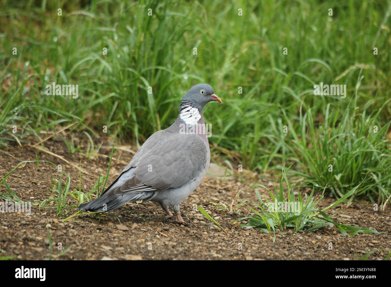 Common wood pigeon (Columba palumbus) foraging in a field, Allgaeu ...